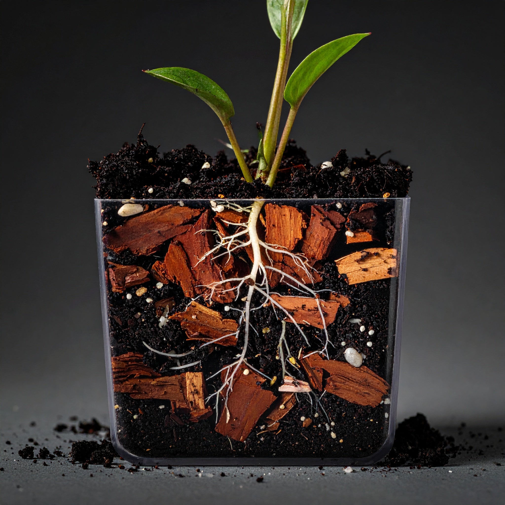 Conifer Bark Chunks: The Secret to Airier Soil, Stronger Roots, and He ...