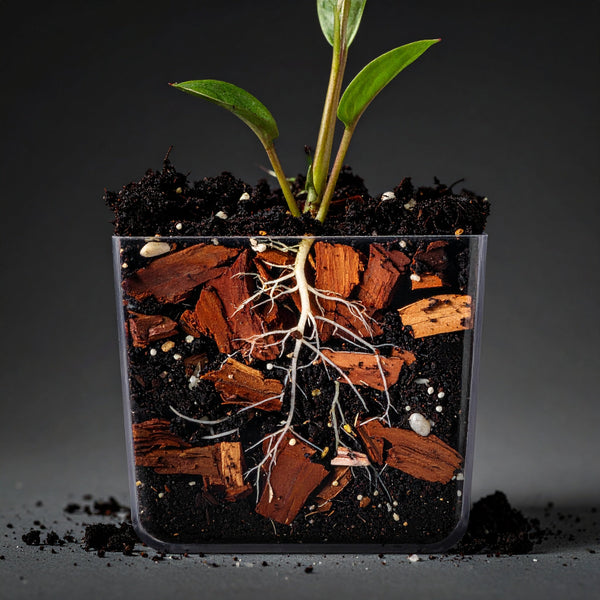 Conifer Bark Chunks: The Secret to Airier Soil, Stronger Roots, and He ...